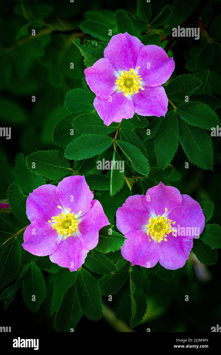 Alberta wild rose hi-res stock photography and images - Alamy