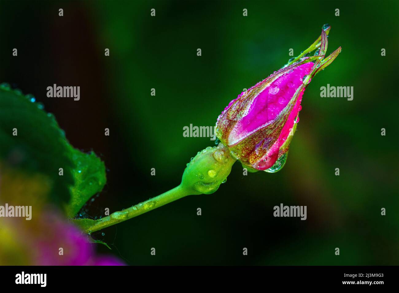 Prickly wild rose hi-res stock photography and images - Alamy