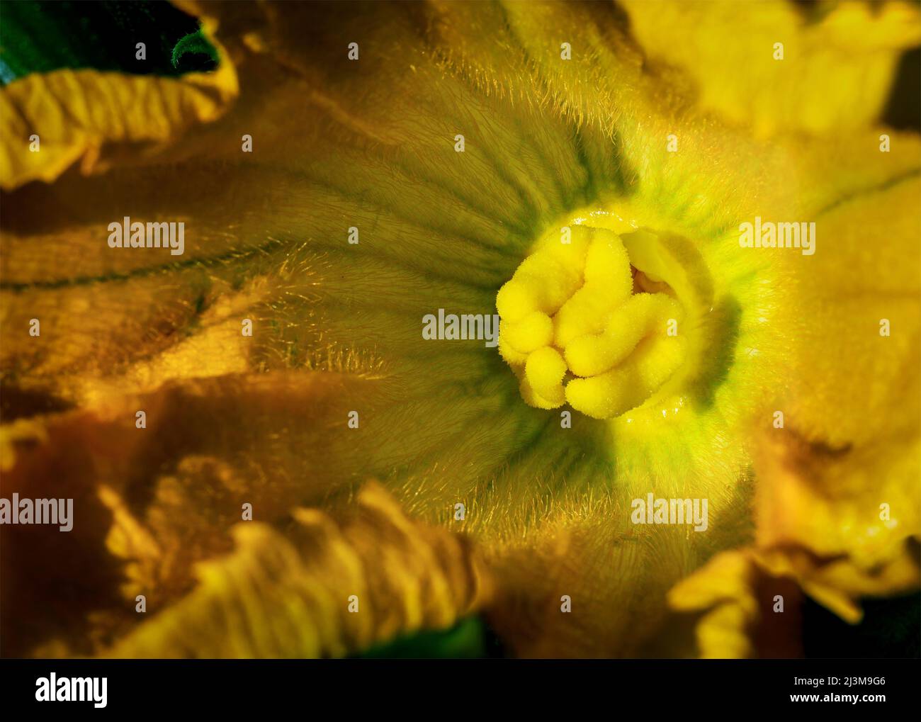 Plant anatomy hi-res stock photography and images - Alamy