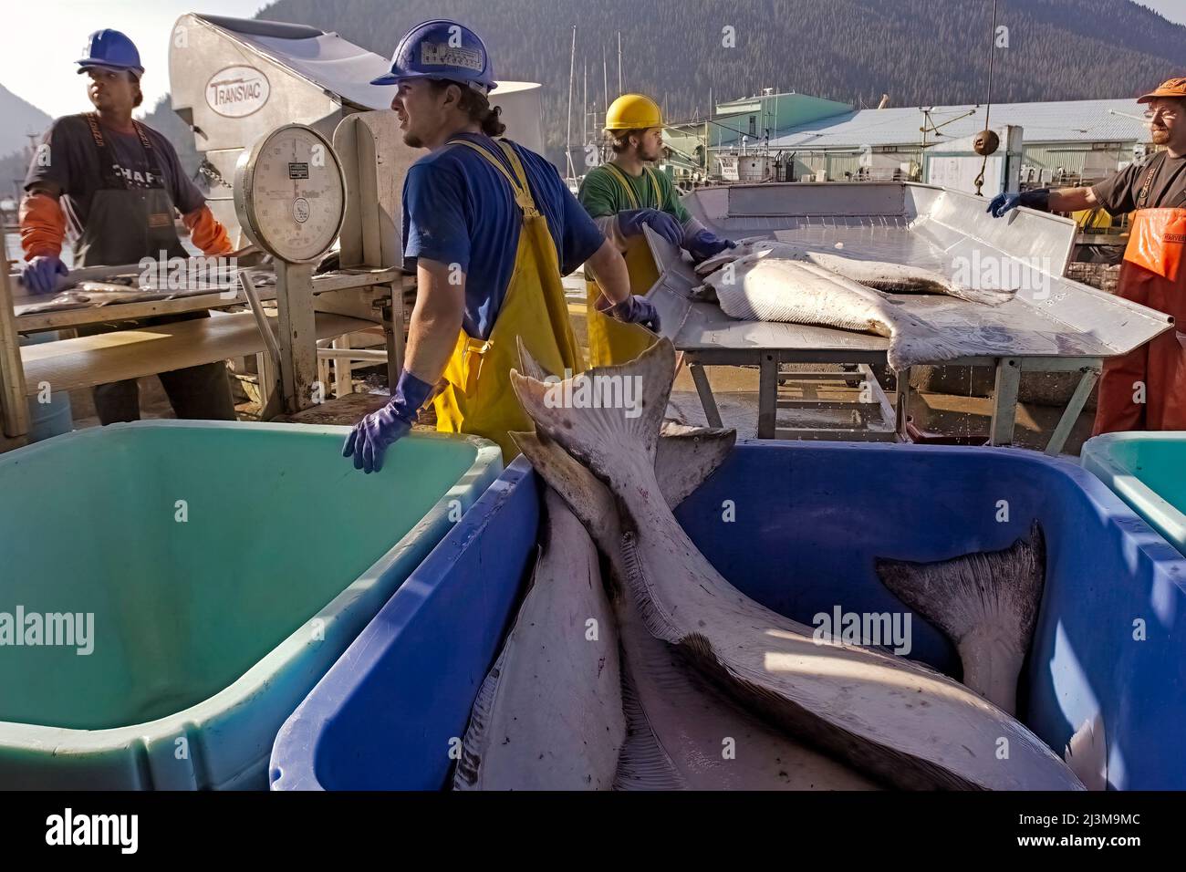 Workers unload and weigh fish on the dock of a cannery. Petersburg port ...