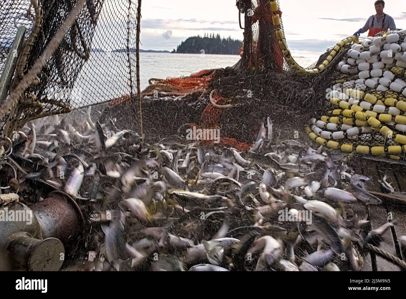 Crew members from a family fishing operation land approximately 1,000 ...