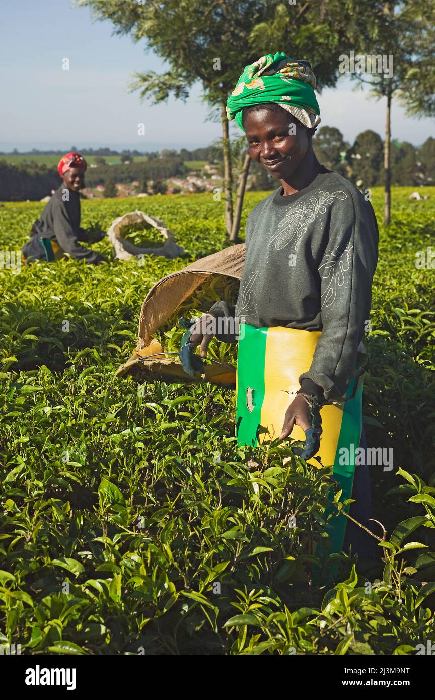 Picking tea in highlands near Kericho, Western Kenya; Kenya Stock Photo ...
