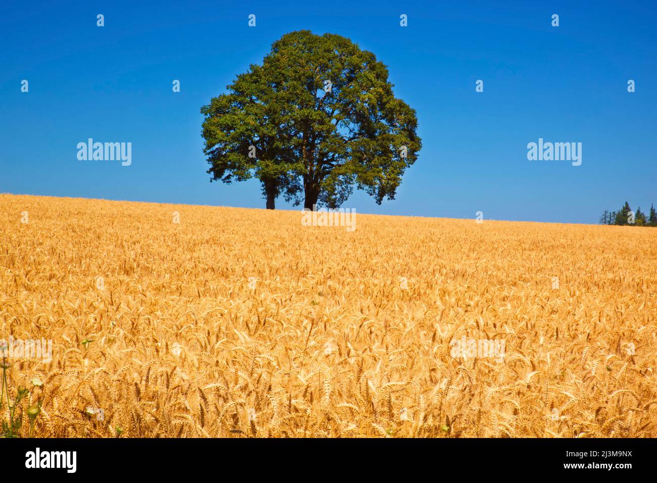 Washington State, USA --- Wheat Field Growing Beneath Puffy Clouds ...