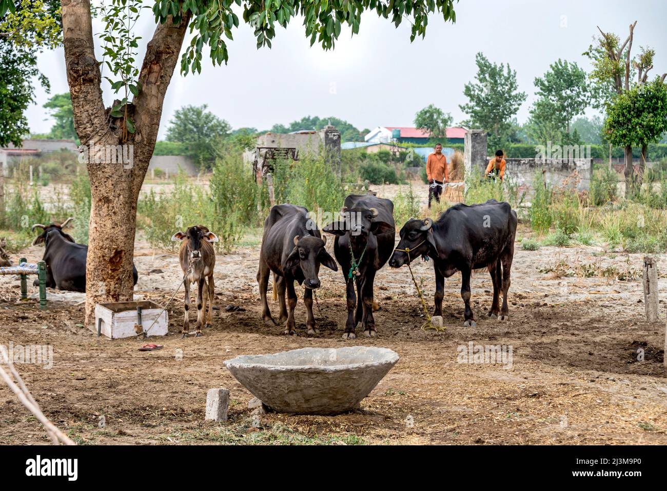 Murrah buffalo (Bubalus bubalis), a species of water buffalo, tethered ...