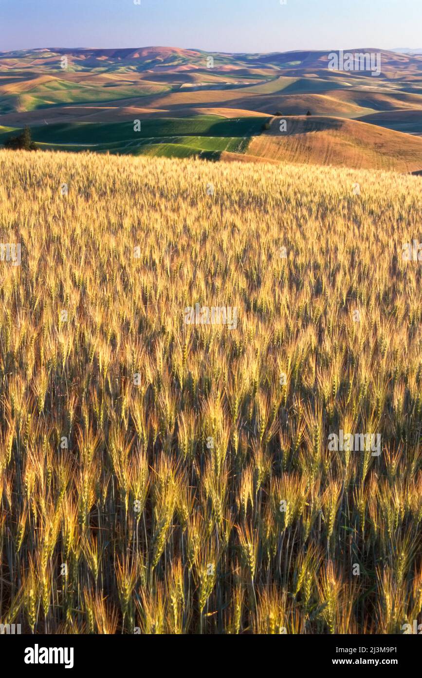 Wheat field in the foreground with farmland on the vast rolling ...