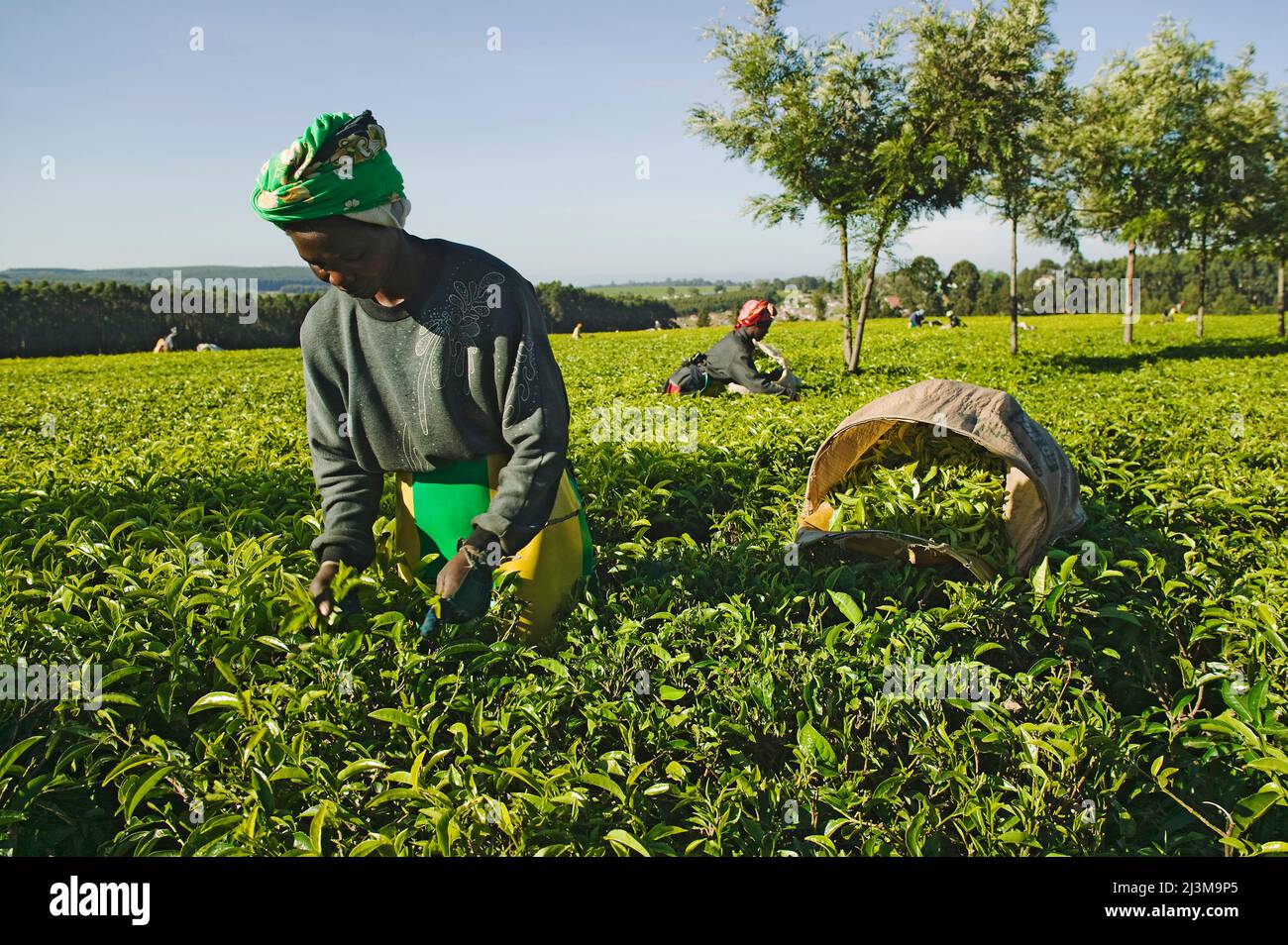 Tea plantation kericho kenya hi-res stock photography and images - Alamy