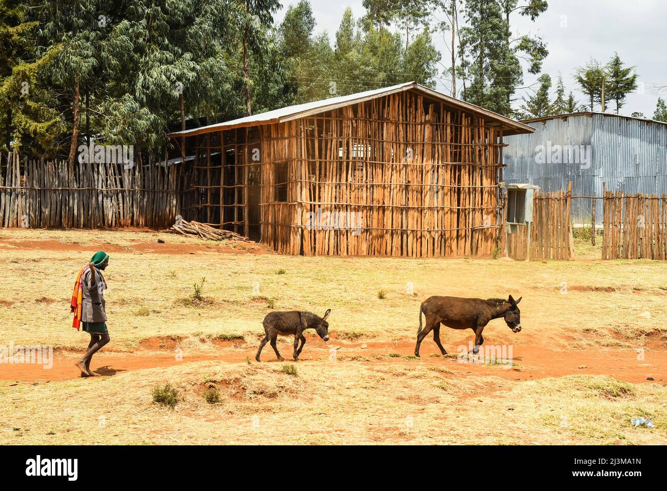 Ethiopian animal donkeys african hi-res stock photography and images ...