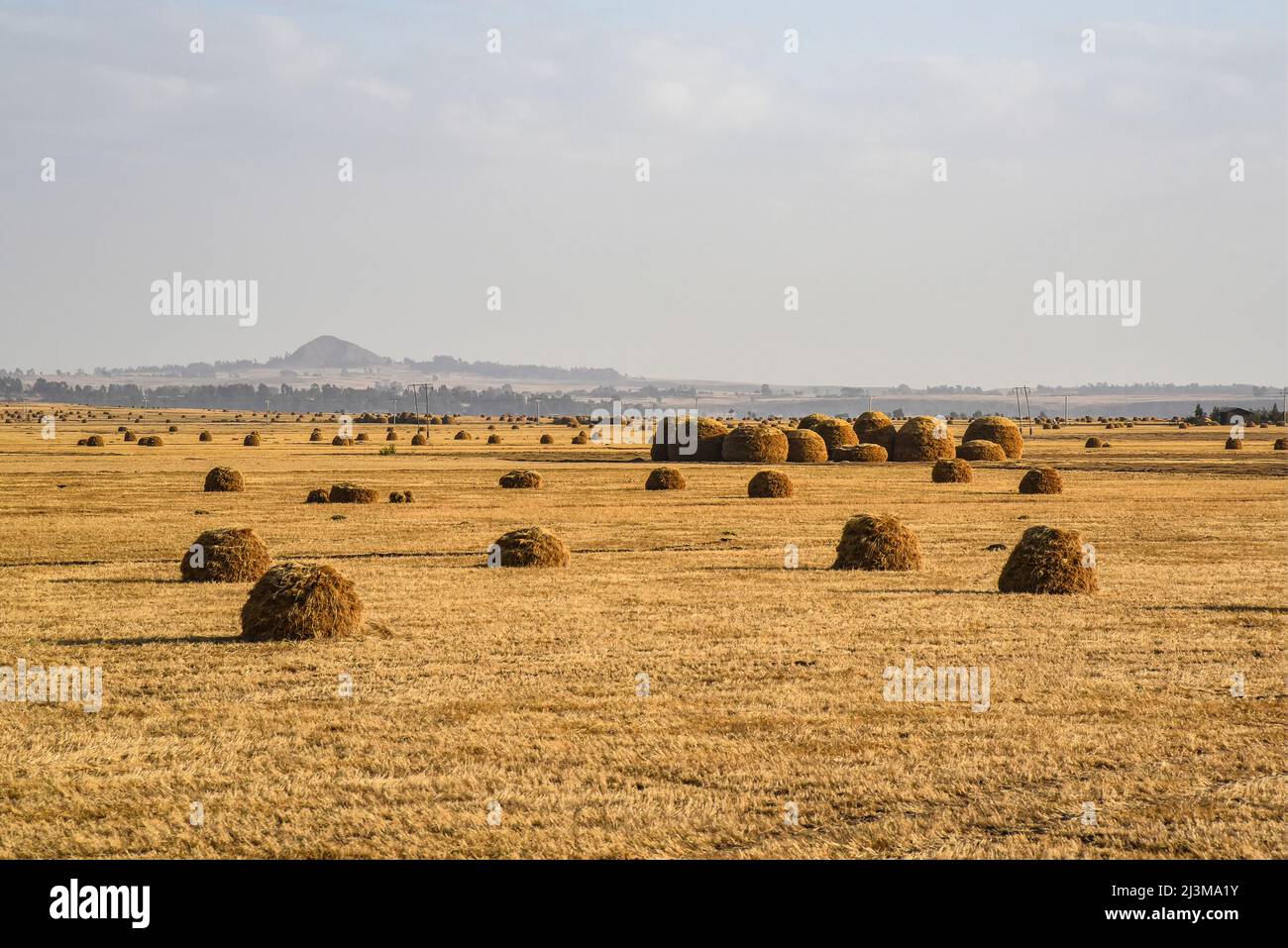 Piles of straw on vast Ethiopian farmland; Ethiopia Stock Photo - Alamy