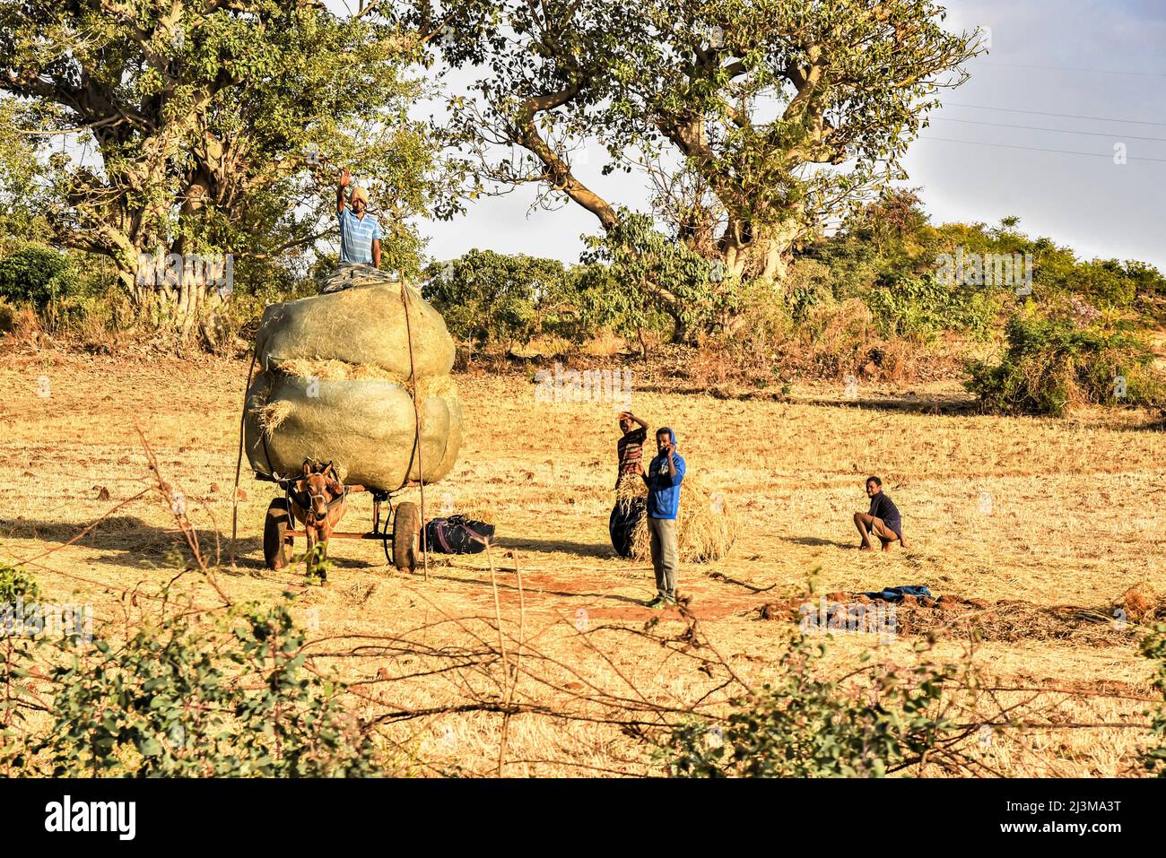 Donkey pulling large cart of hay with young men in a field, one waving ...