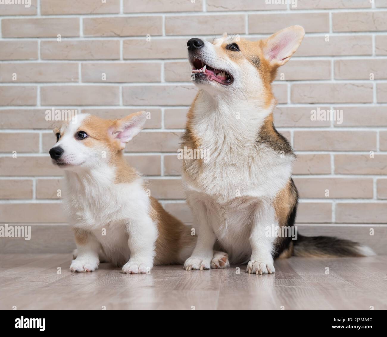 Pembroke corgi mom and puppy on the background of a brick wall. Dog ...