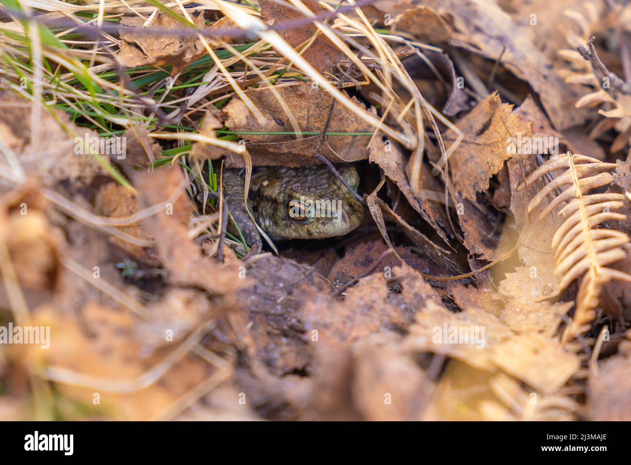 Scottish frogs hi-res stock photography and images - Alamy