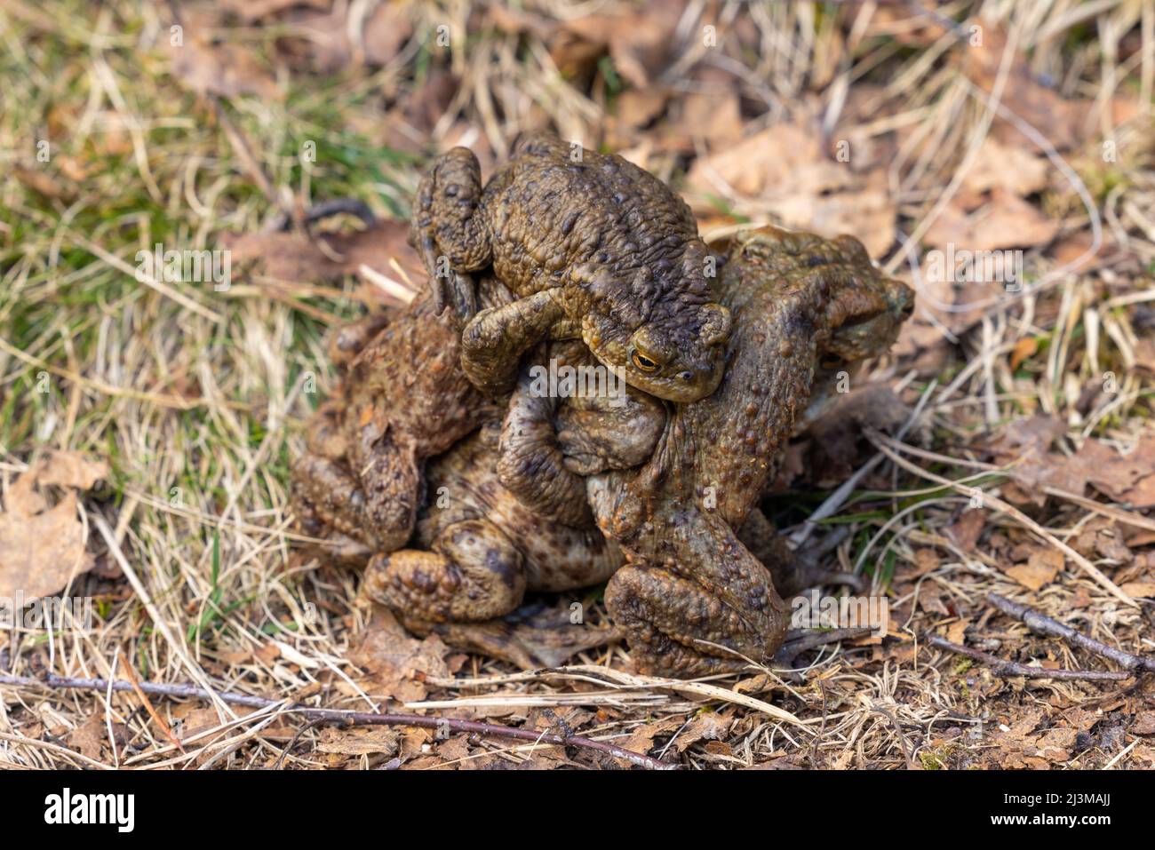 Scottish frogs hi-res stock photography and images - Alamy