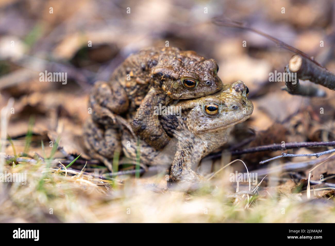 Close up on Frogs, in the Scottish Highlands Stock Photo - Alamy