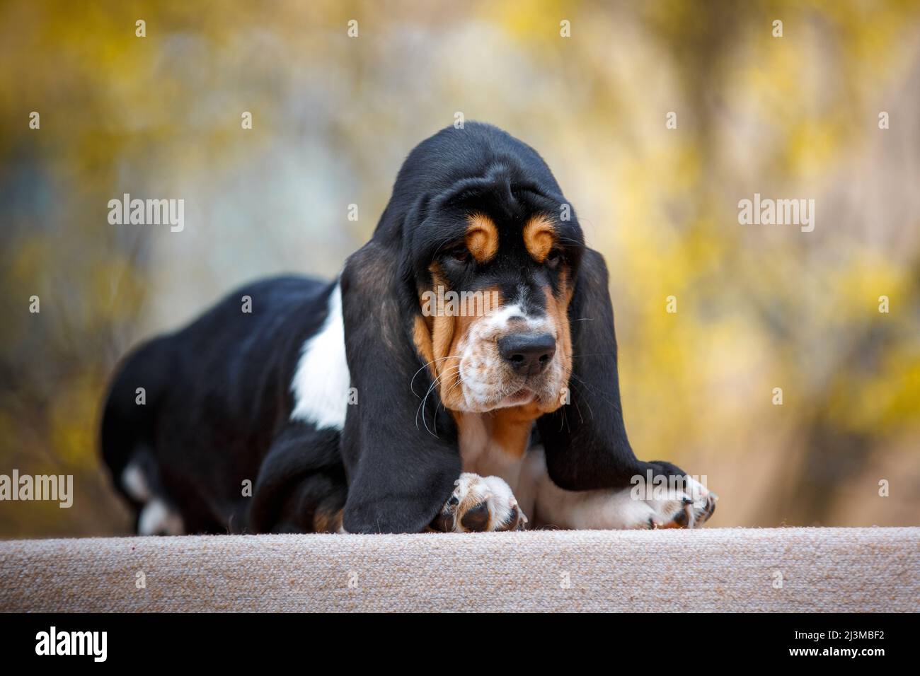 Cute basset hound puppy with fall on background Stock Photo - Alamy