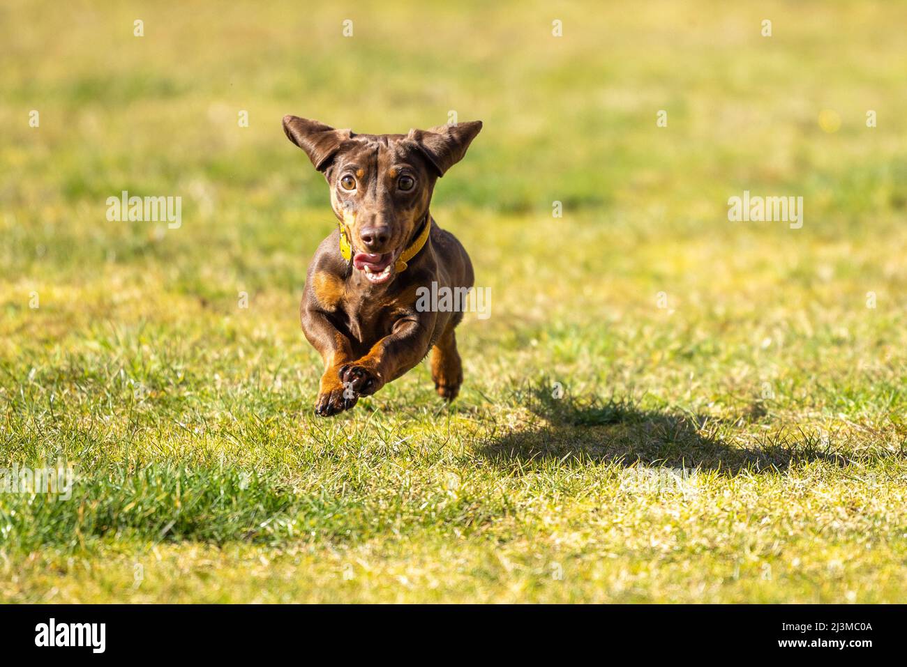 Dachshund running hi-res stock photography and images - Alamy