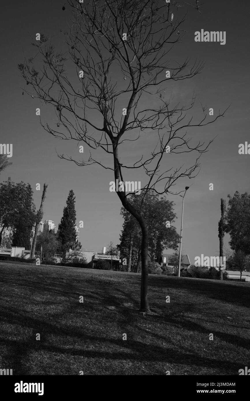 grass tree sky Stock Photo - Alamy