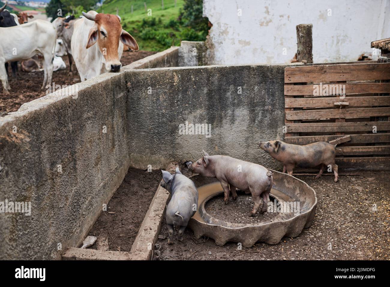 Let the animals play. Full length shot of various livestock on a farm ...