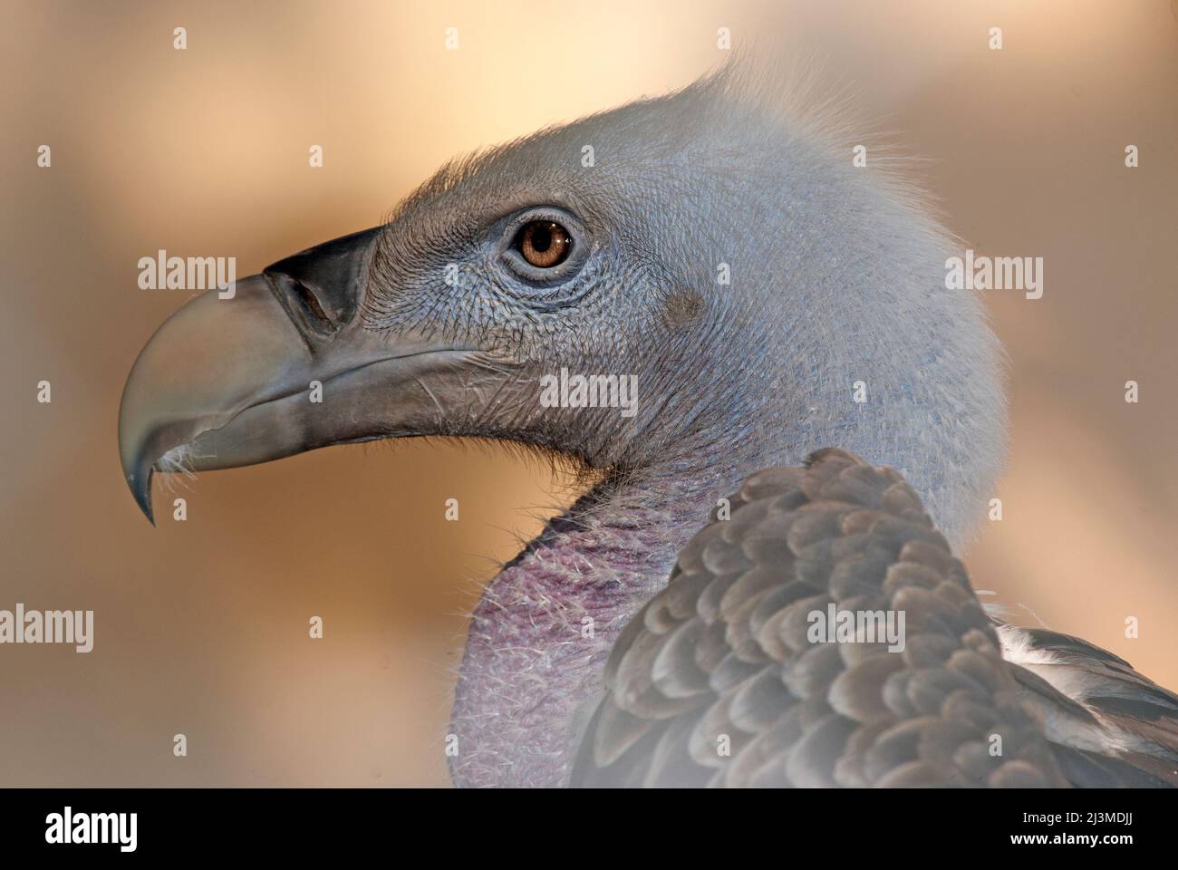 Rüppell's vulture (Gyps rueppellii), Bioparco, Rome, Lazio, Italy Stock ...