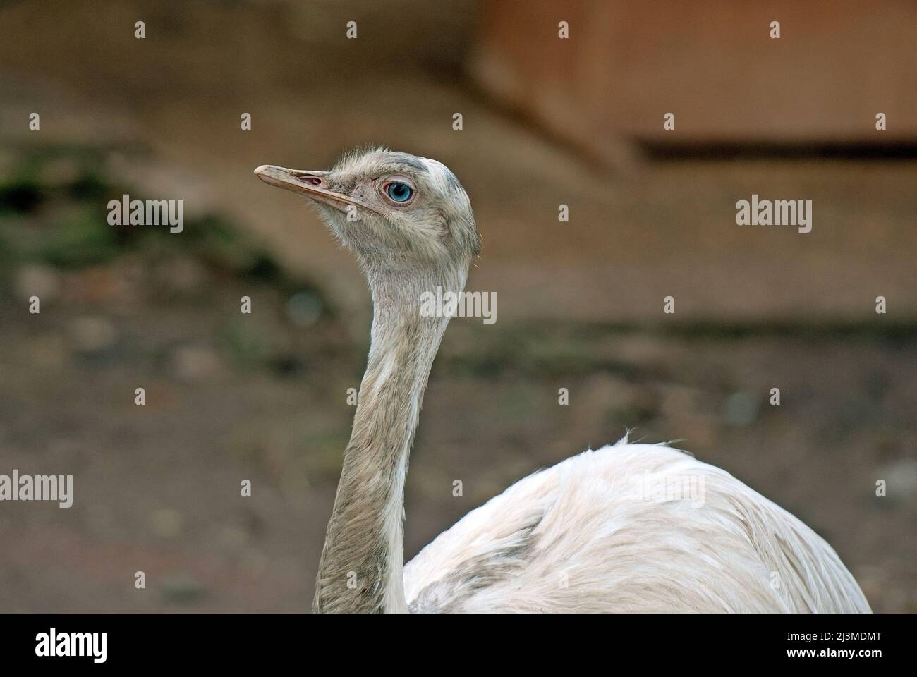 Nandù (Rhea americana), Bioparco, Rome, Lazio, Italy Stock Photo - Alamy