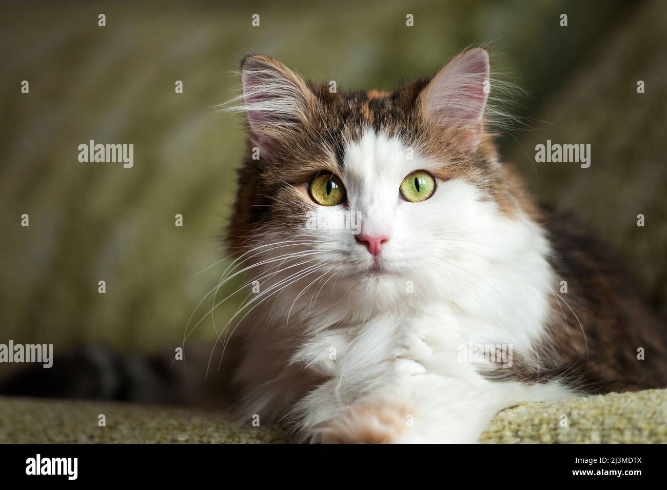 Fluffy animals hi-res stock photography and images - Alamy