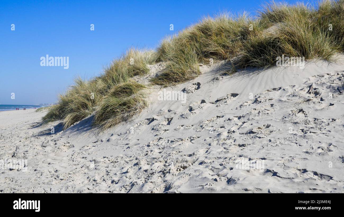 Sand Dune, Bray-Dunes, Nord, Hauts-de-France, France Stock Photo - Alamy