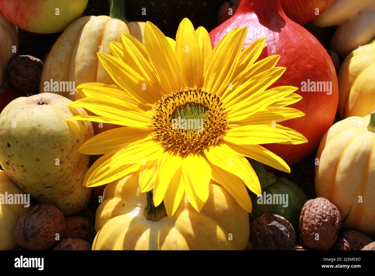 Sunflower autumn time hi-res stock photography and images - Alamy
