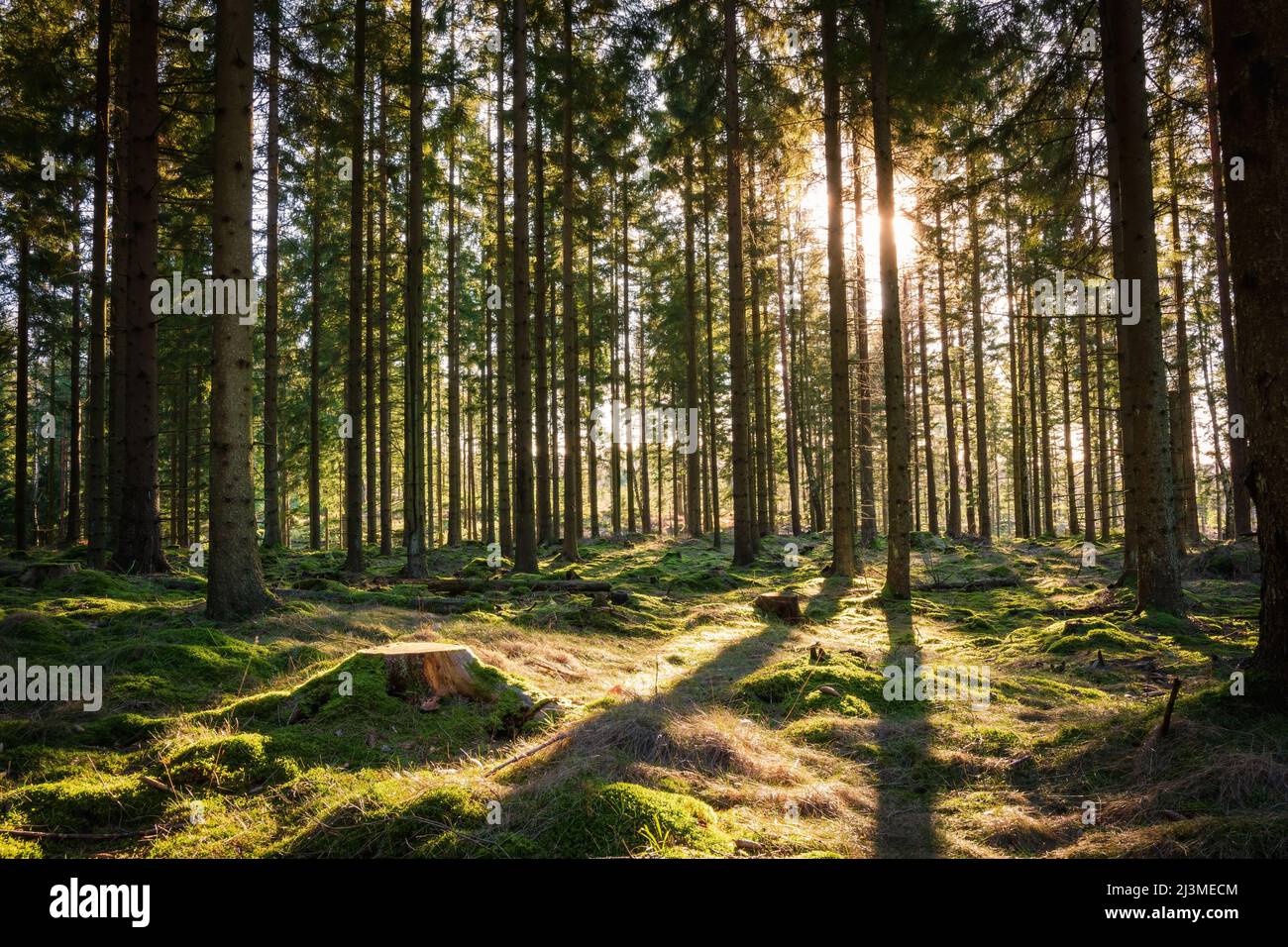 Gold and green forests hi-res stock photography and images - Alamy