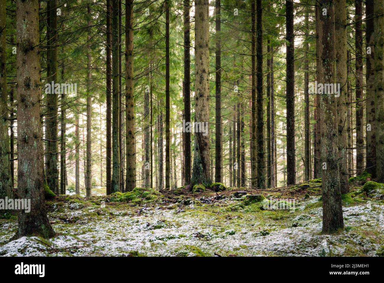 Winter Pine Trees in Sweden Stock Photo - Alamy
