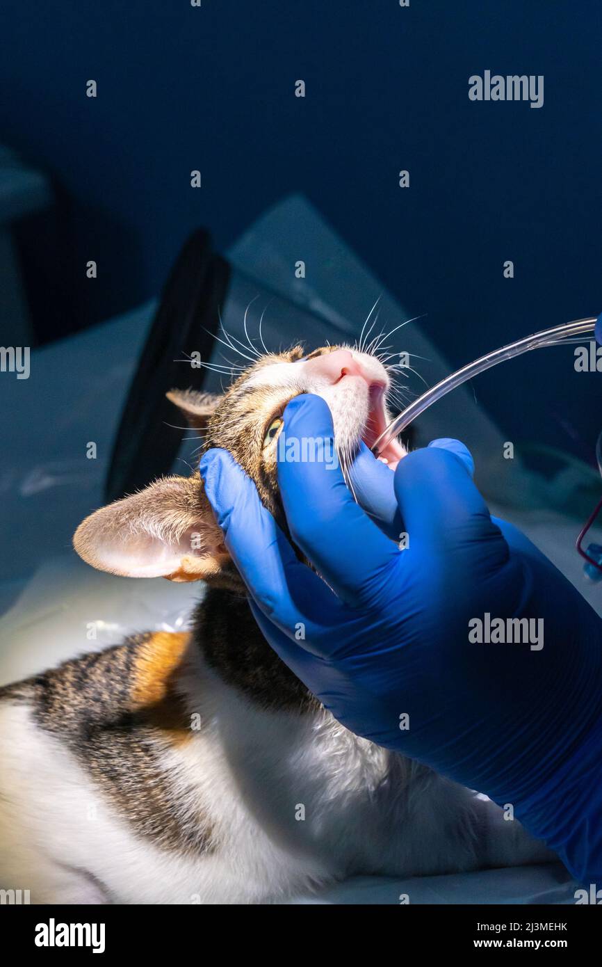 Endotracheal intubation in a sedated cat before a surgery Stock Photo ...