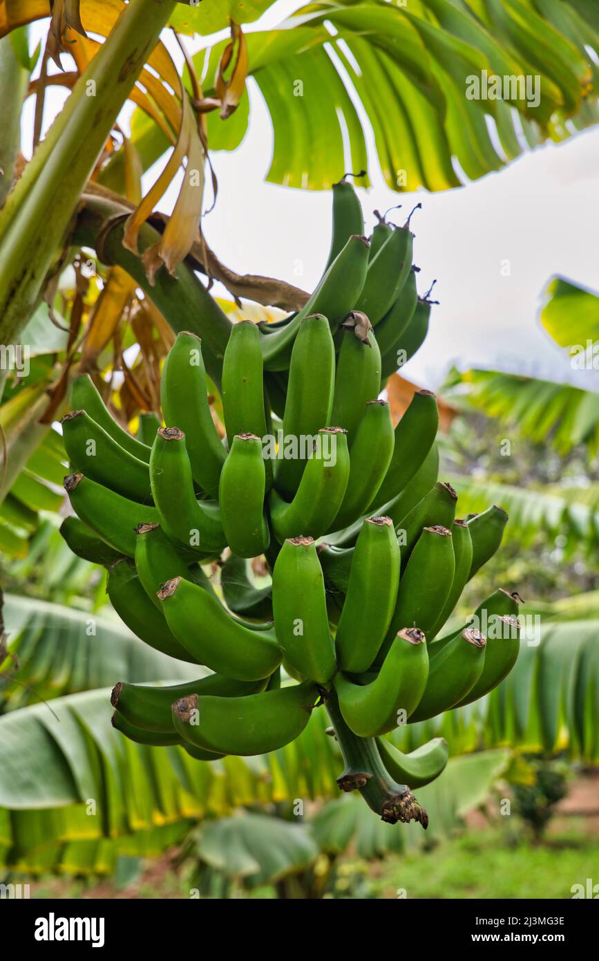 Bunch of bananas in tropical plantation. green bananas on madeira ...