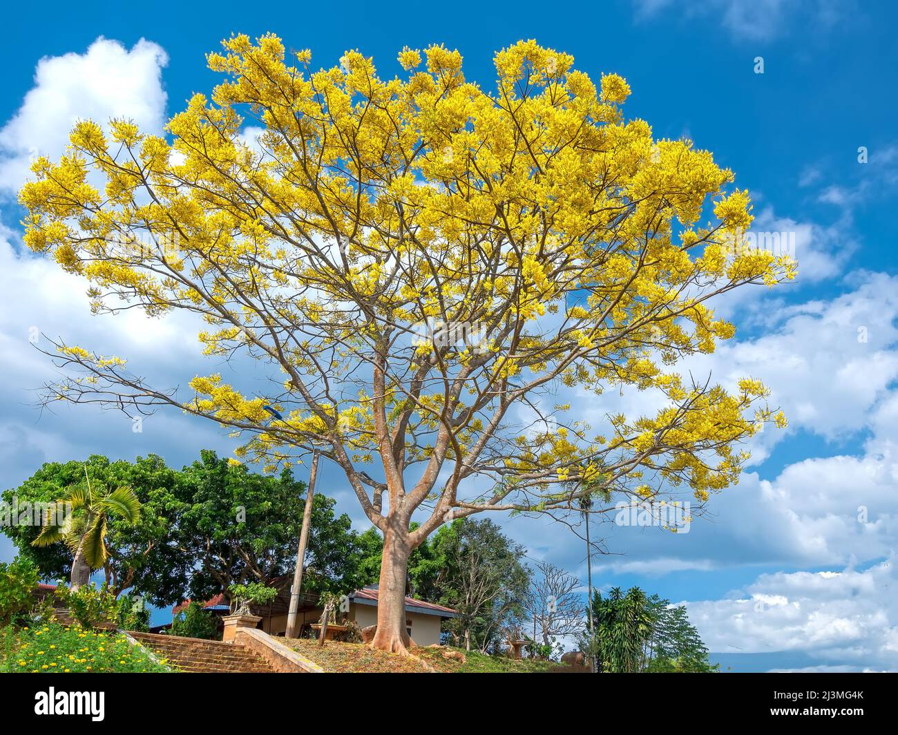 Yellow poinciana tree blooms brilliantly on the hill near the temple in ...