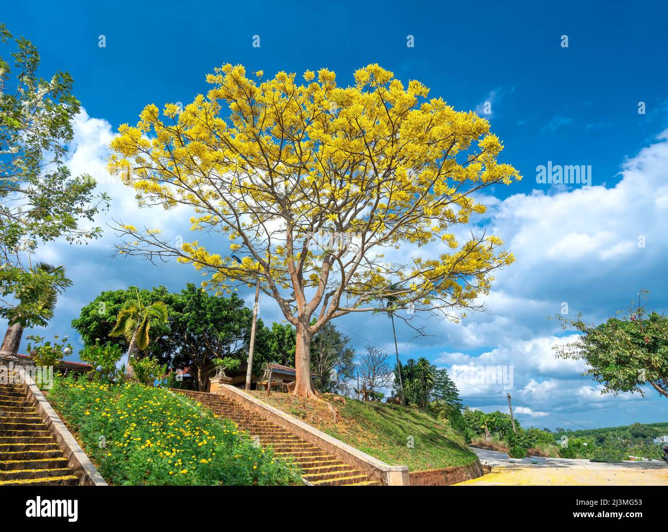 Yellow poinciana tree blooms brilliantly on the hill near the temple in ...