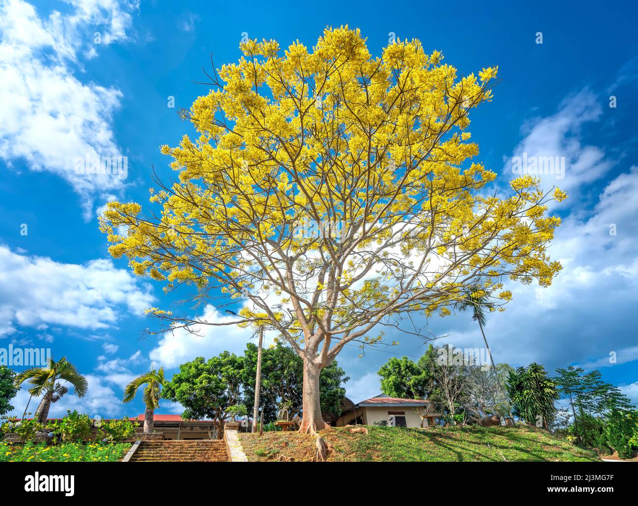 Yellow poinciana tree blooms brilliantly on the hill near the temple in ...