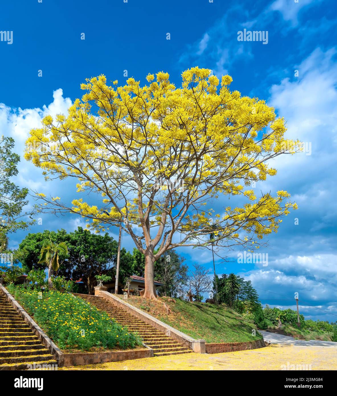 Yellow poinciana tree blooms brilliantly on the hill near the temple in ...