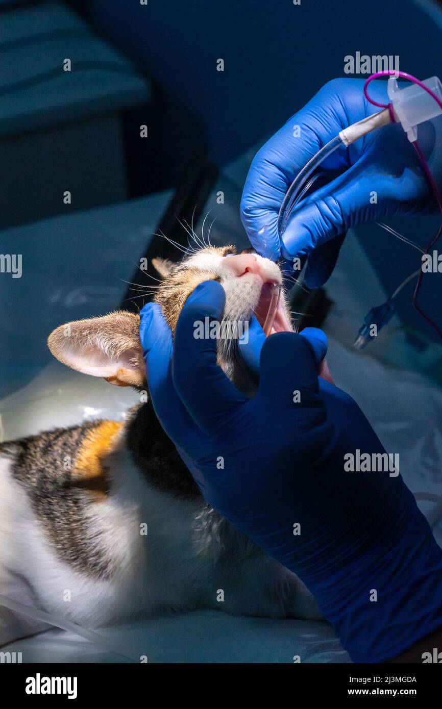 Endotracheal intubation in a sedated cat before a surgery Stock Photo ...