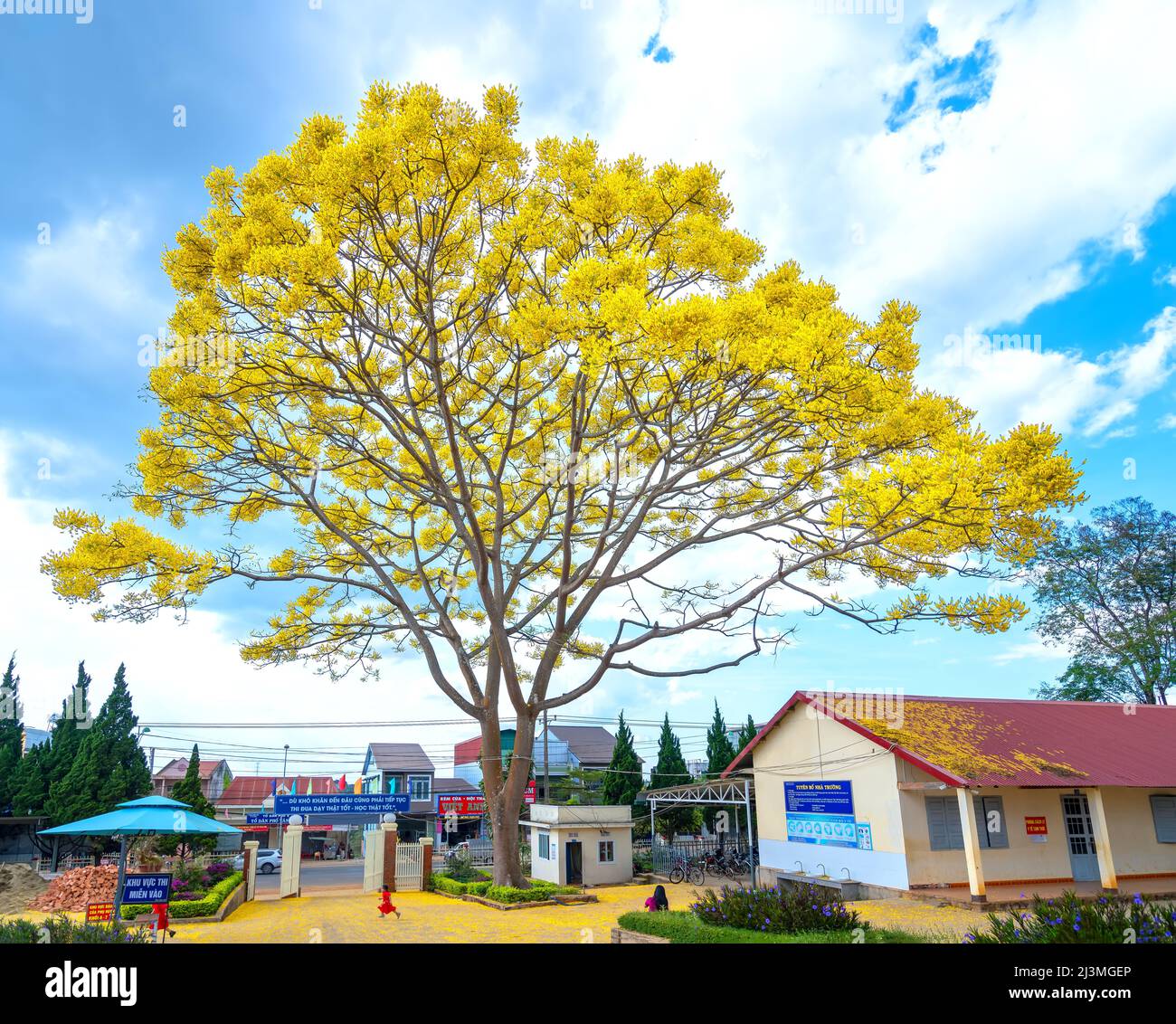 Yellow poinciana tree blooms brilliantly in front of school yard in Di ...