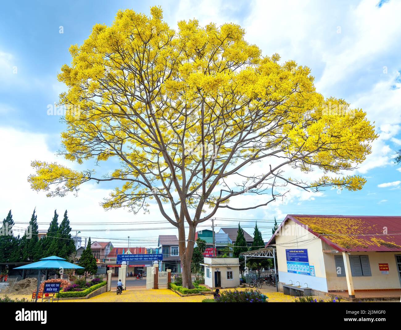 Yellow poinciana tree blooms brilliantly in front of school yard in Di ...