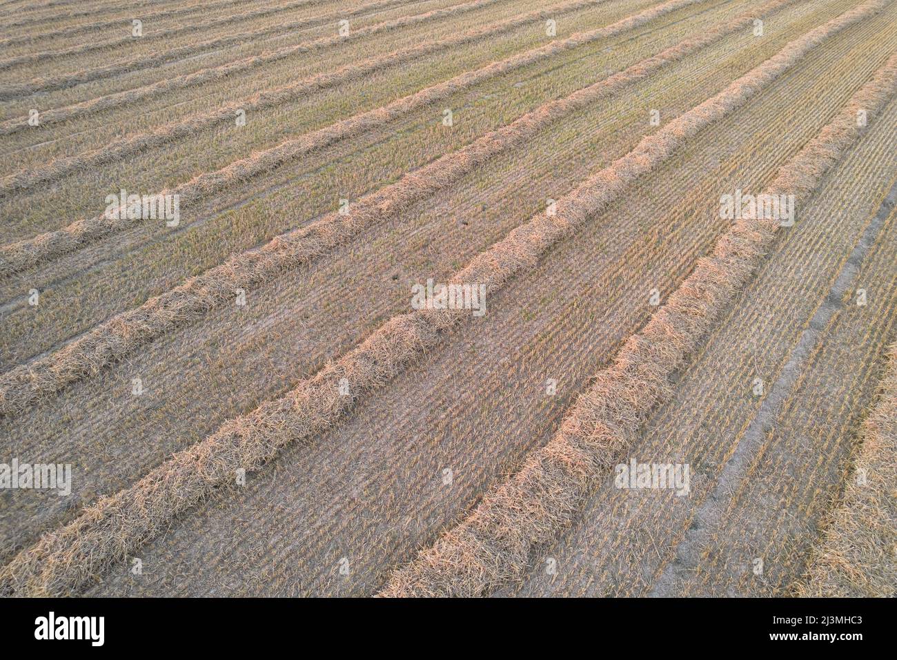 Stubble field from above with straw rows. Pattern in agriculture. High ...