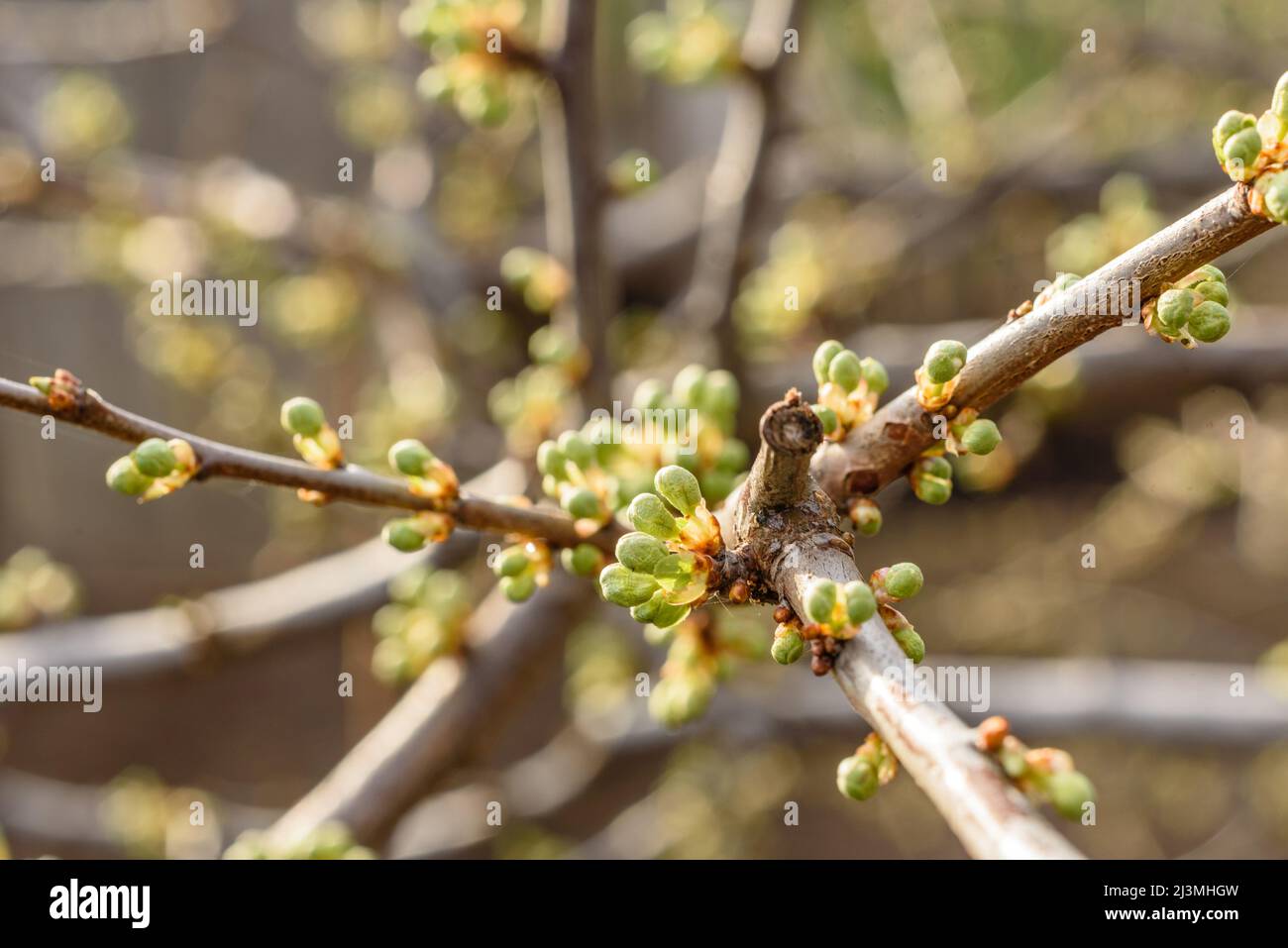 Swollen spring buds on the branches of a tree close up. Tree branch ...