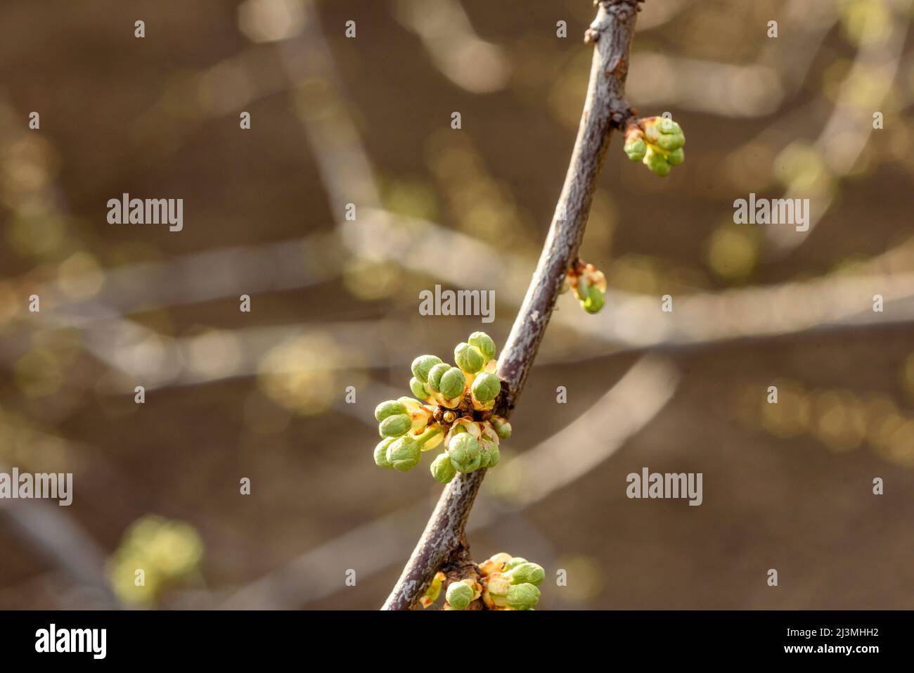 Swollen spring buds on the branches of a tree close up. Tree branch ...