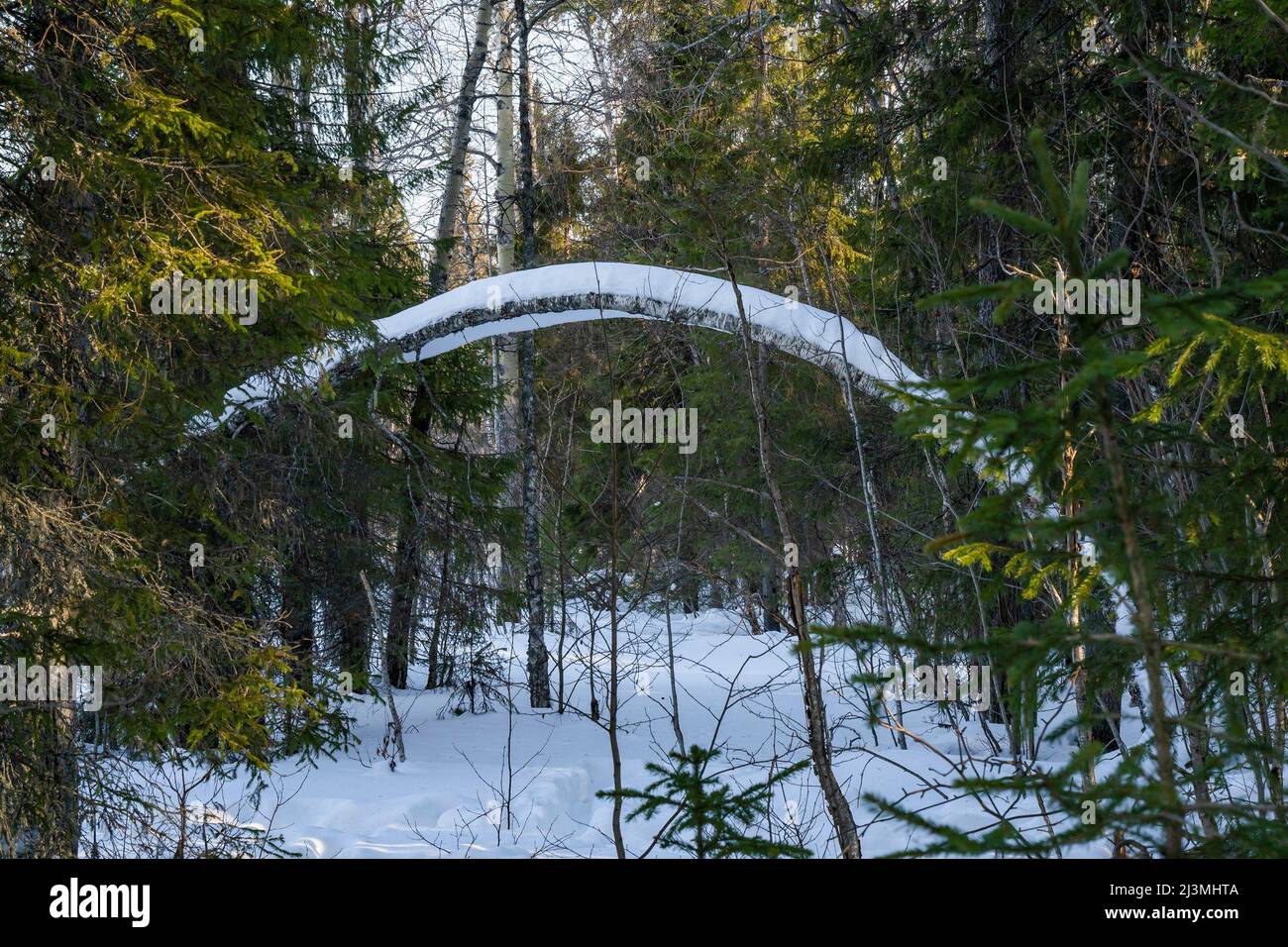 A bent birch tree in a fir forest afrer a snow storm Stock Photo - Alamy