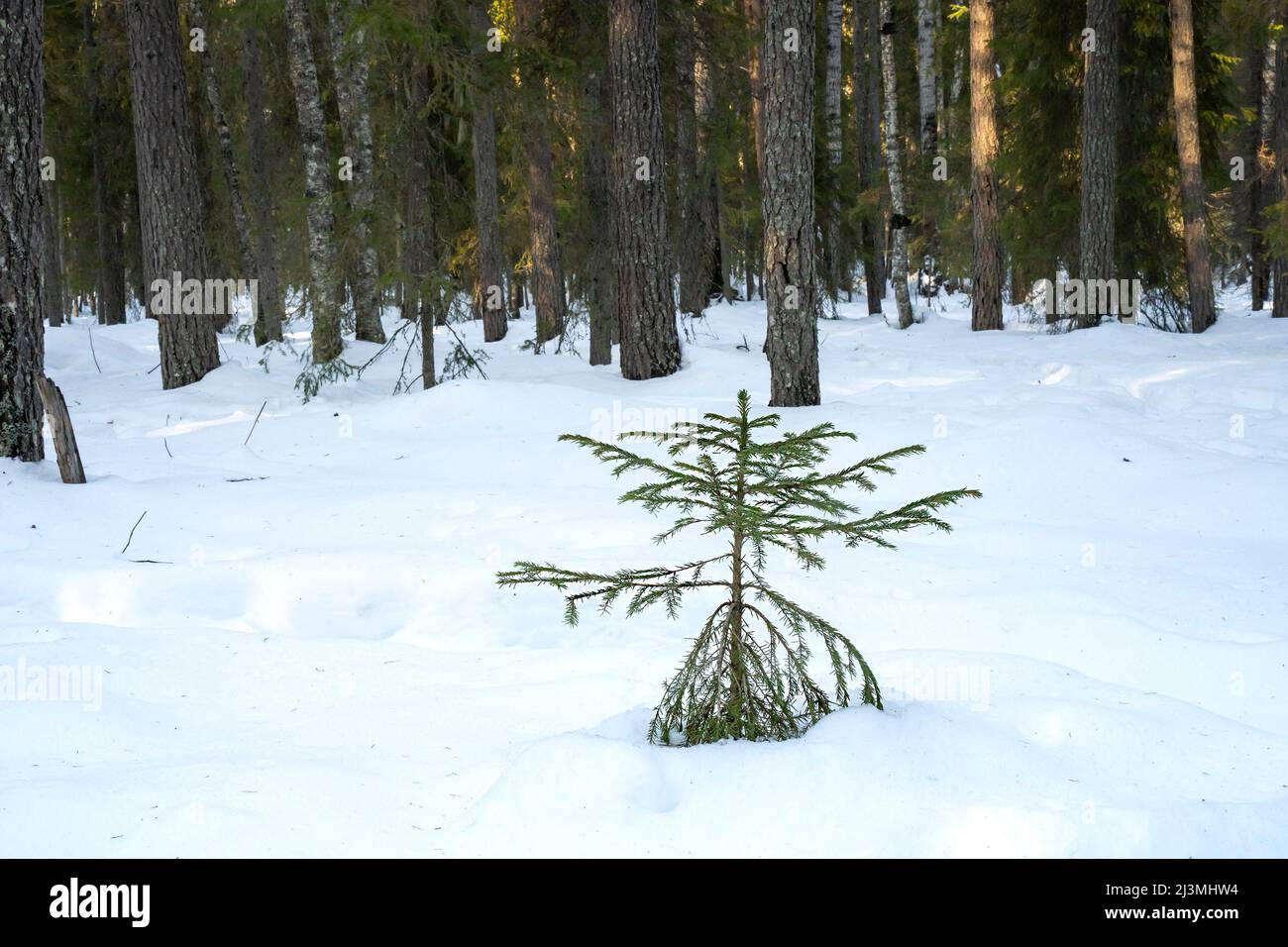 A young tree peeking through a thick layer of snow, in a clearing in a ...