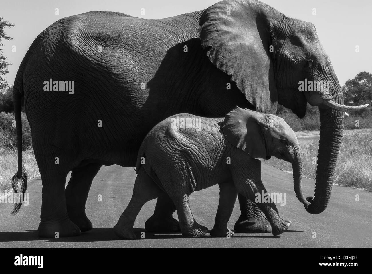 Mother And Baby Elephant Holding Trunks