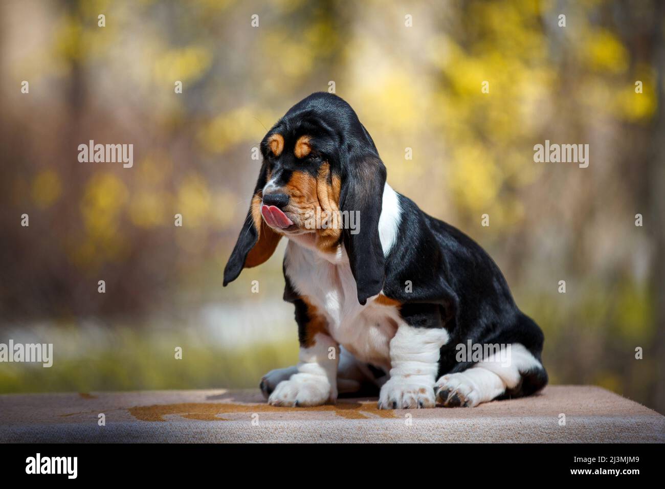 Cute basset hound puppy with fall on background Stock Photo - Alamy