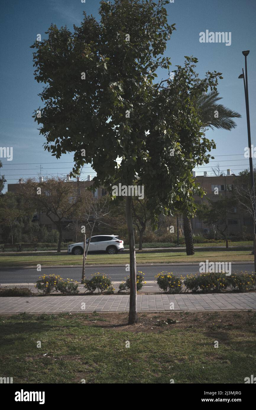 driving car and a tree Stock Photo - Alamy