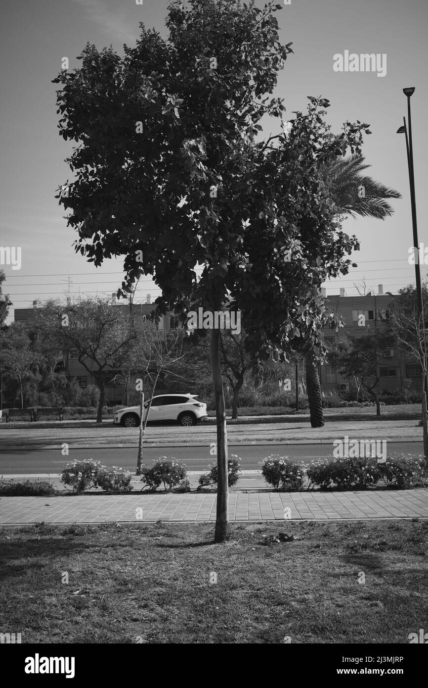 Building car tree Black and White Stock Photos & Images - Alamy
