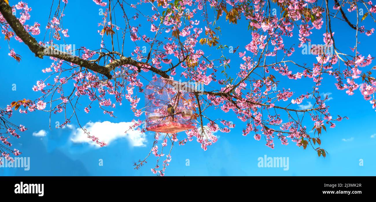 Cherry apricot branch blooms brilliantly on a spring morning with a ...