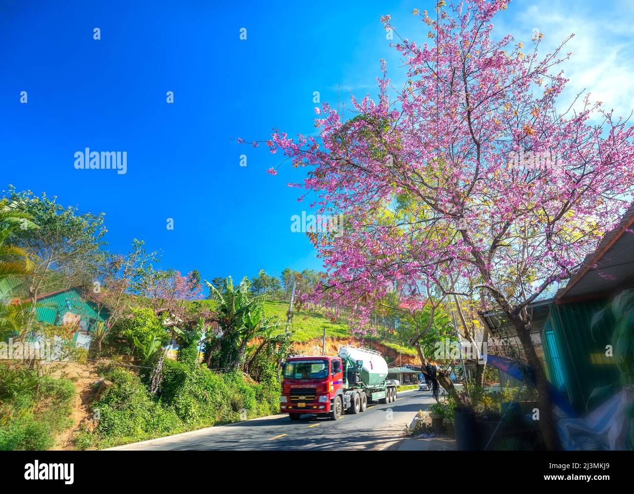 Traffic on the country road with a foreground of cherry blossom merges ...