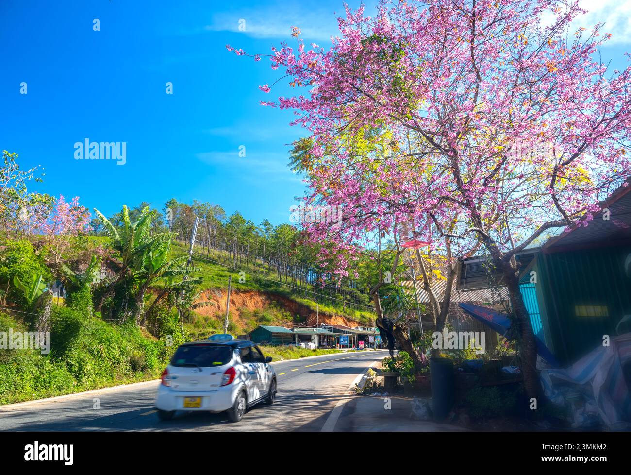 Traffic on the country road with a foreground of cherry blossom merges ...
