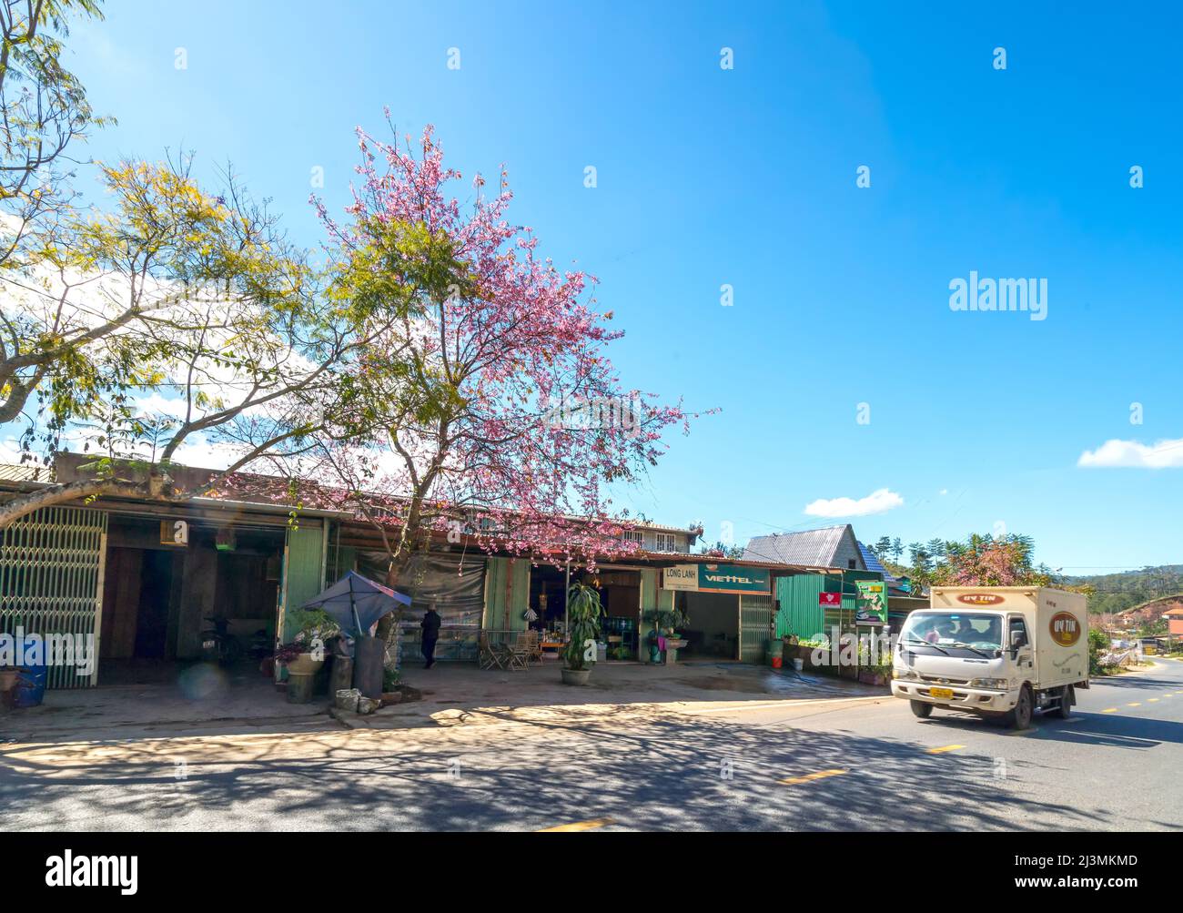 Traffic on the country road with a foreground of cherry blossom merges ...